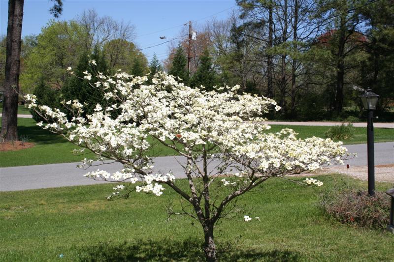 In Your Yard | ReGreen Springfield