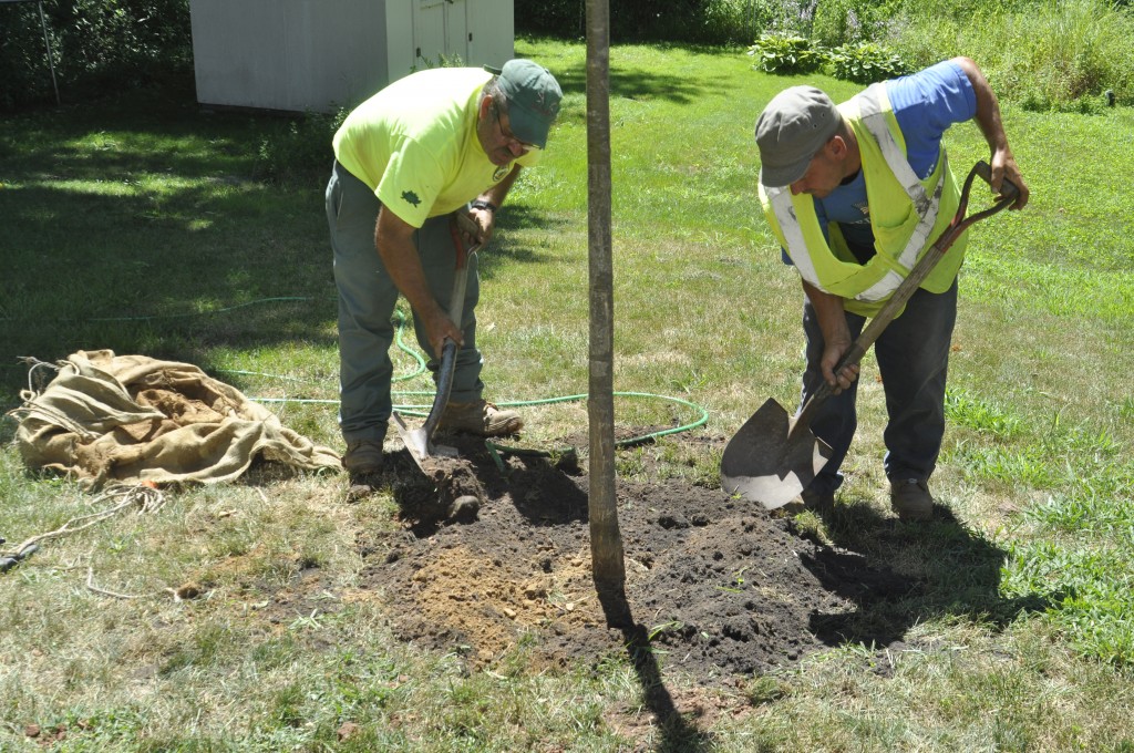 First Energy Savings Trees Planted | ReGreen Springfield