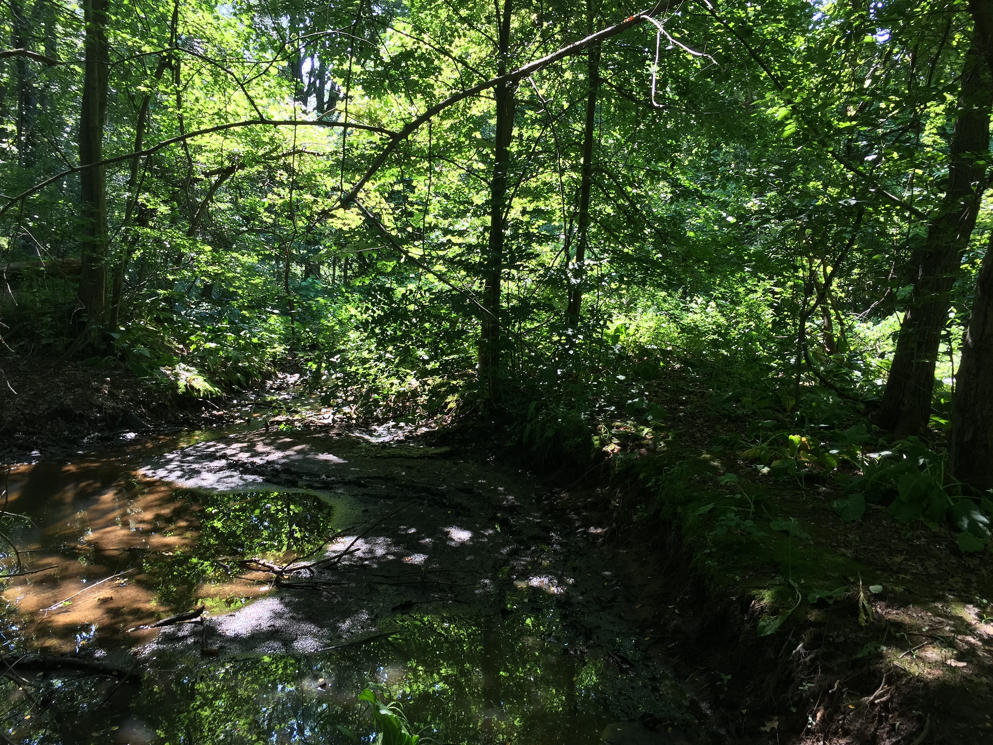 Sustainable Springfield: An Urban Wildlife Refuge Partnership | ReGreen ...